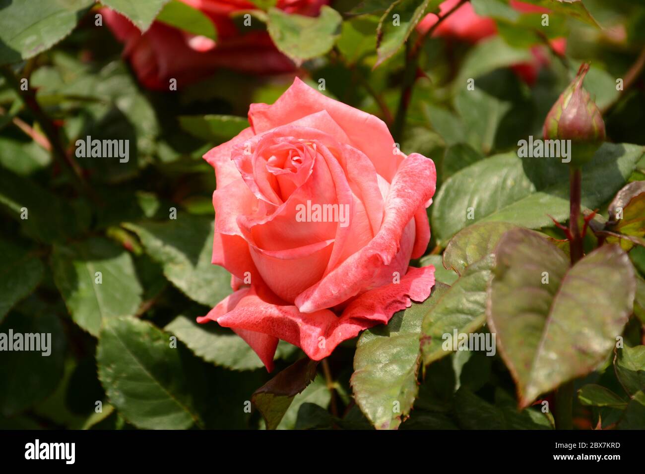 Red beauty spot hi-res stock photography and images - Alamy