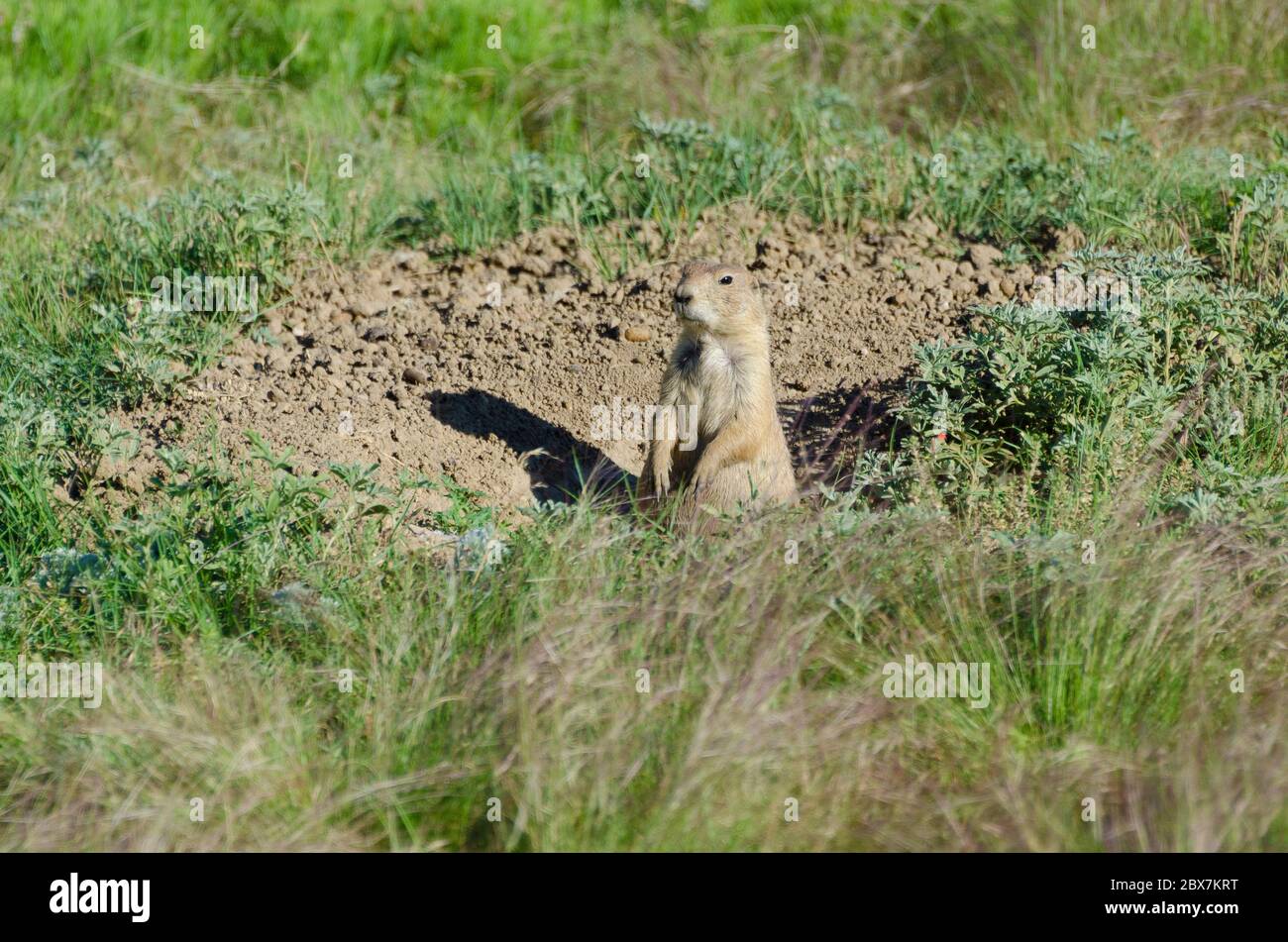 Prairie dogs digging hi-res stock photography and images - Alamy