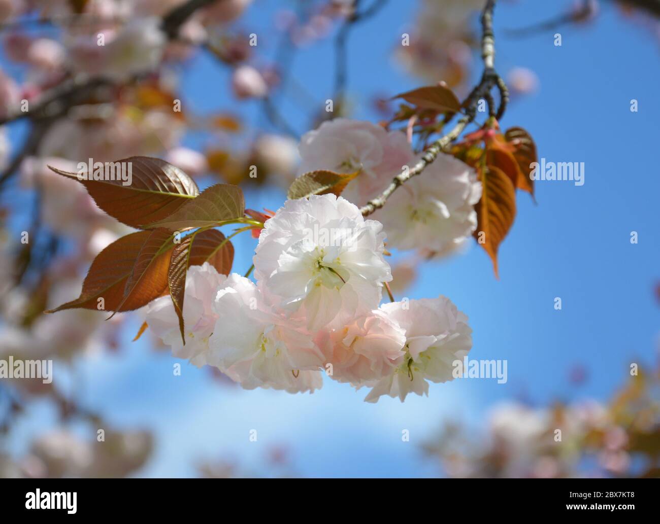 Under sakura hi-res stock photography and images - Alamy