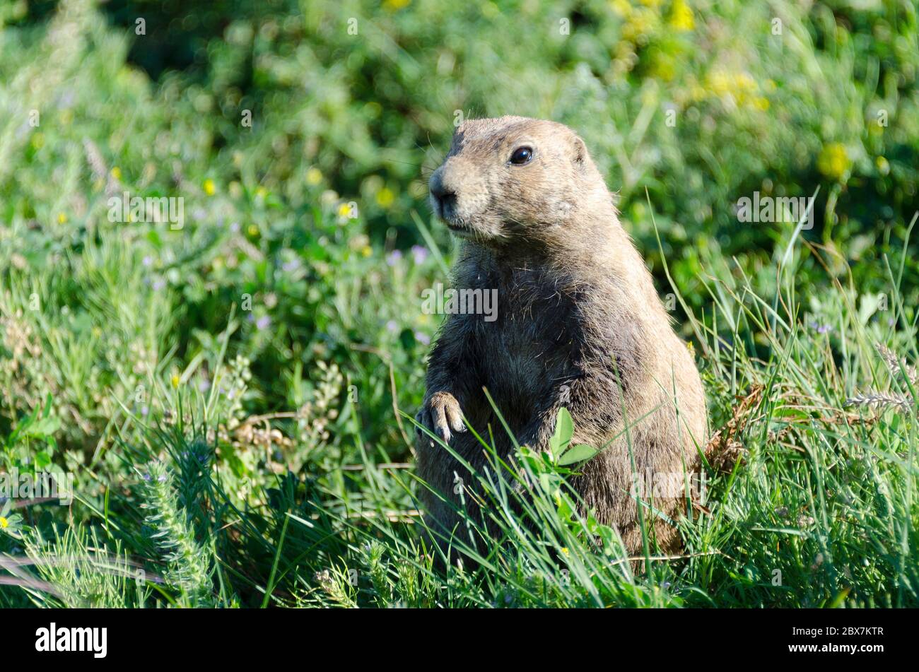 Prairie Dogs at Devils Tower in Wyoming, USA Stock Photo - Alamy