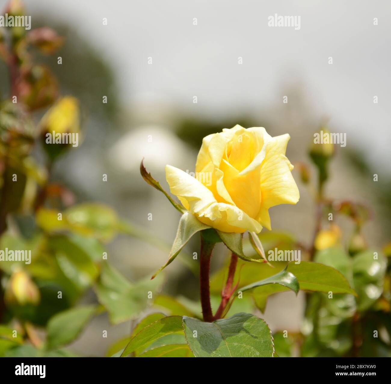 Yellow rose bud ready to blossom Stock Photo - Alamy