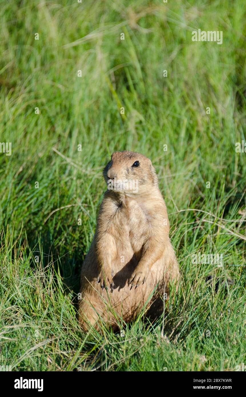 Prairie Dogs at Devils Tower in Wyoming, USA Stock Photo - Alamy