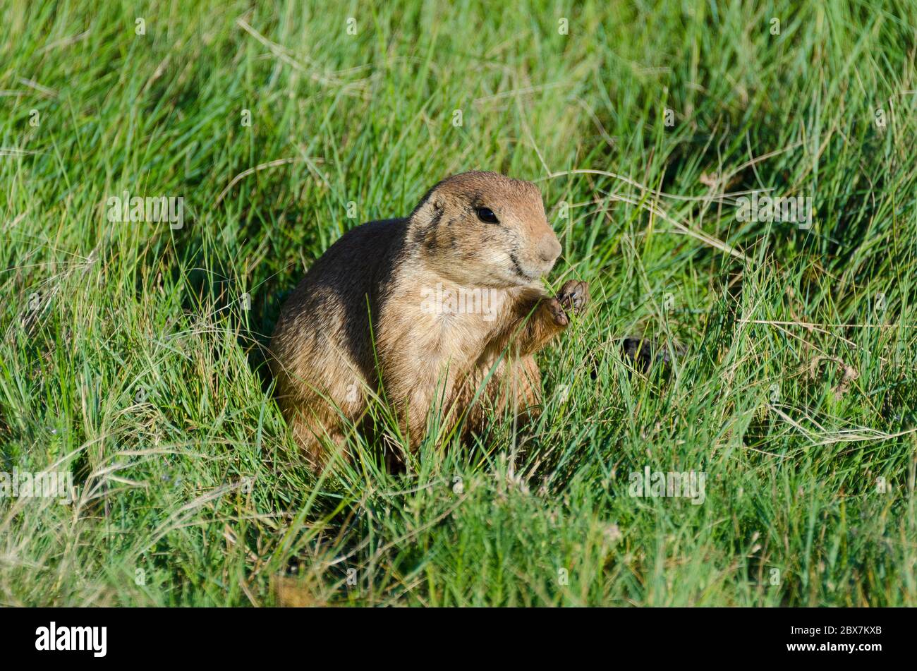 Prairie Dogs at Devils Tower in Wyoming, USA Stock Photo - Alamy
