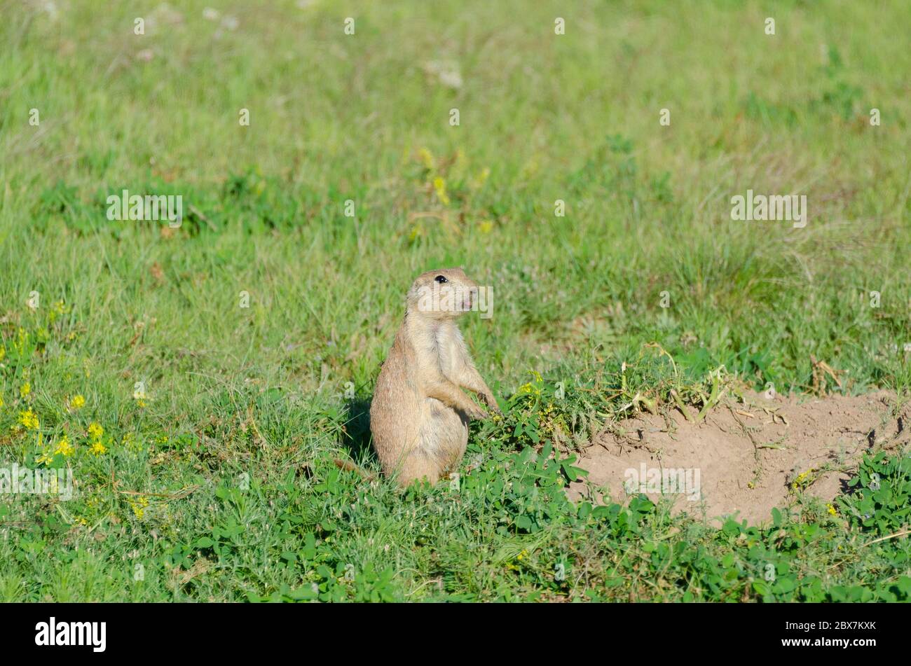 Prairie dogs digging hi-res stock photography and images - Alamy