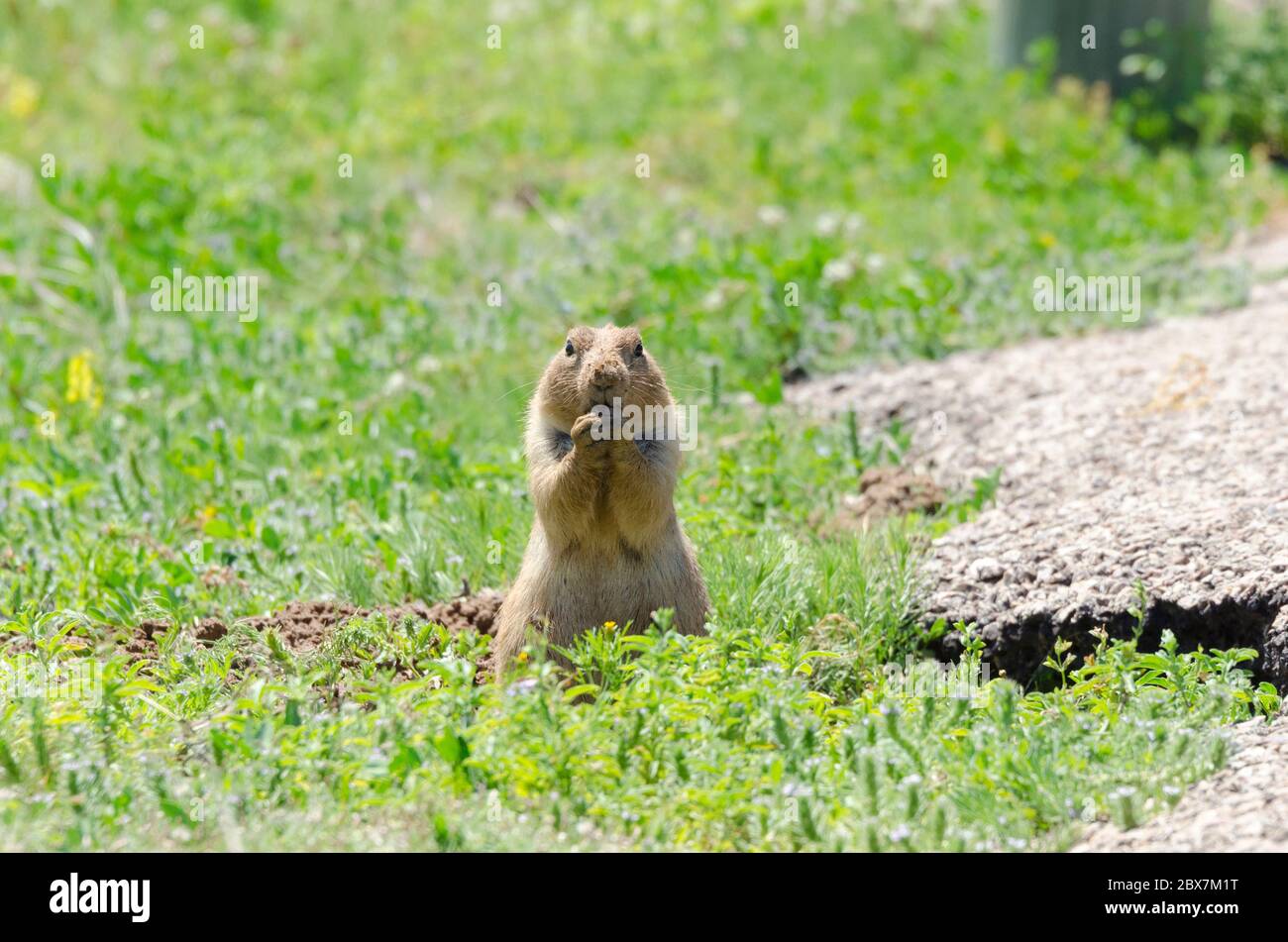 Prairie Dogs at Devils Tower in Wyoming, USA Stock Photo - Alamy