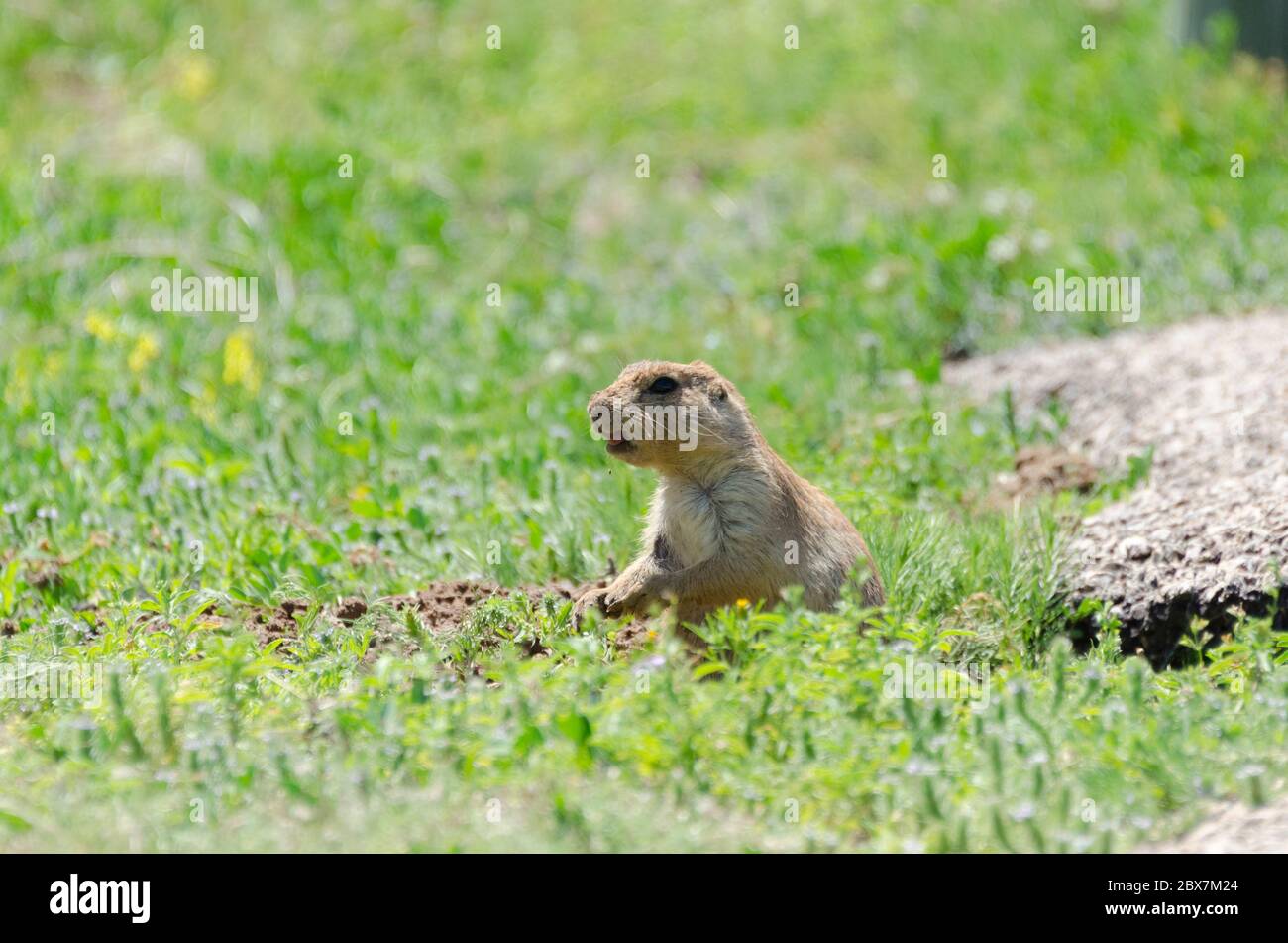 Prairie Dogs at Devils Tower in Wyoming, USA Stock Photo - Alamy