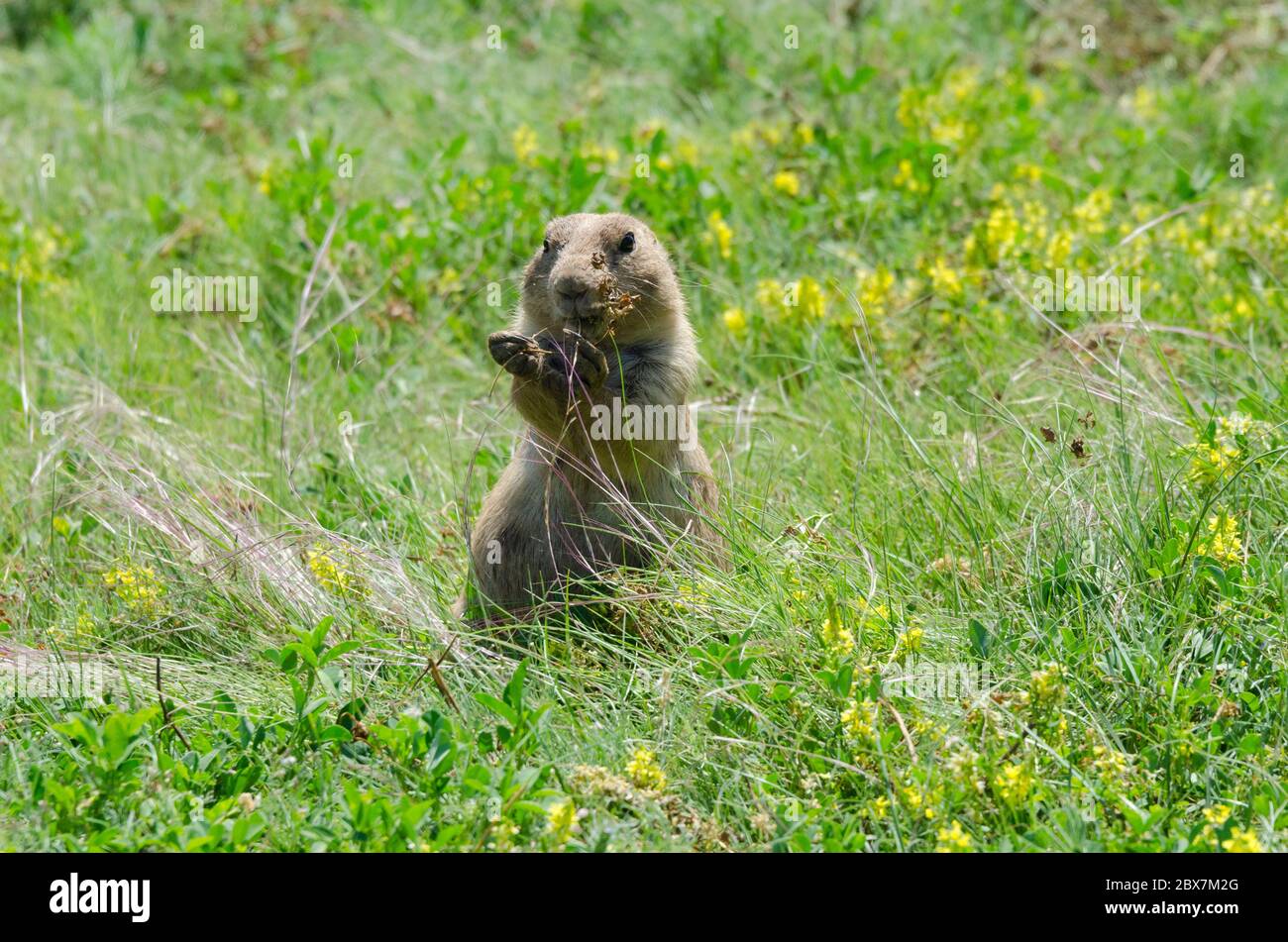 Prairie Dogs at Devils Tower in Wyoming, USA Stock Photo - Alamy