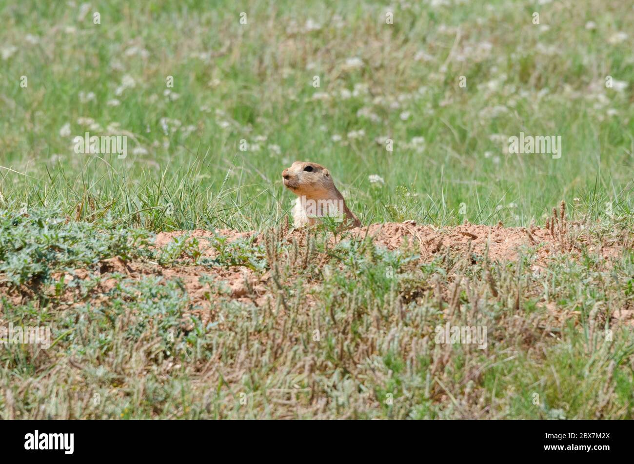 Prairie Dogs at Devils Tower in Wyoming, USA Stock Photo - Alamy