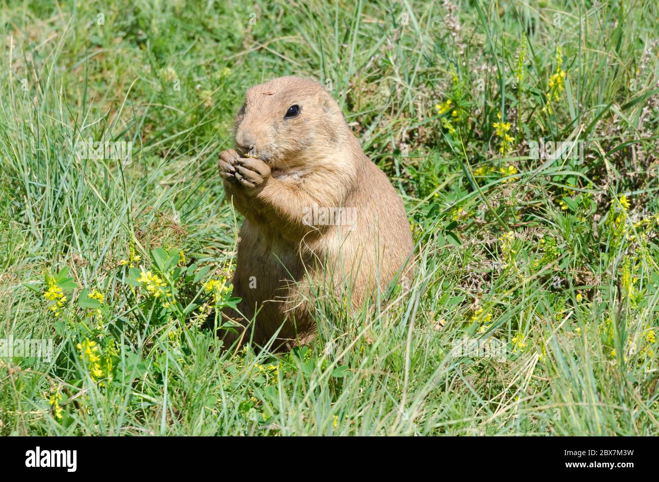 Prairie dogs digging hi-res stock photography and images - Alamy