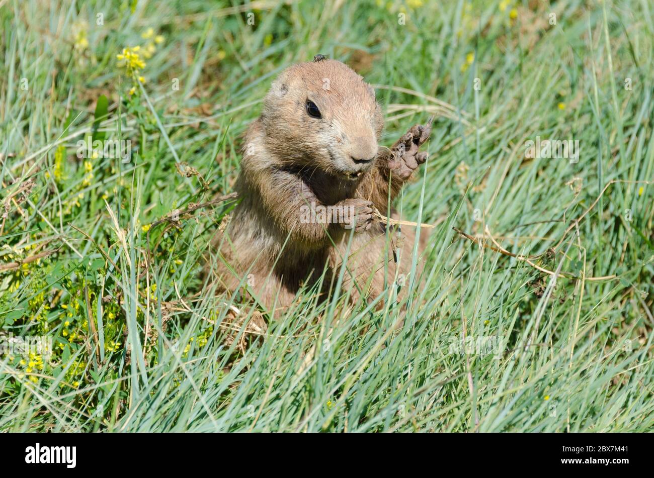 Prairie dogs digging hi-res stock photography and images - Alamy
