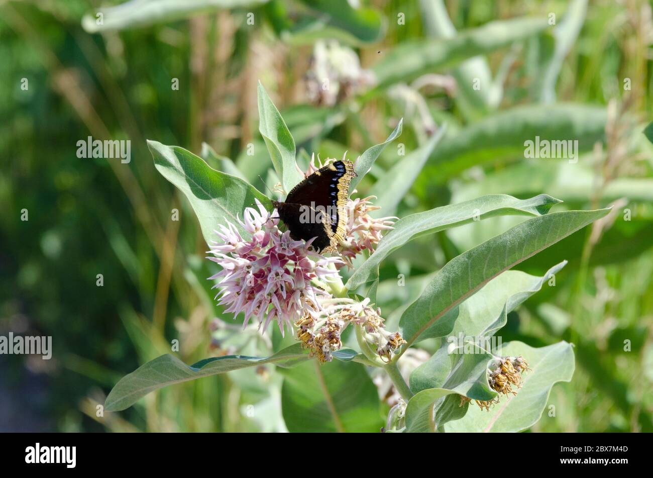 Wyoming butterfly hi-res stock photography and images - Alamy