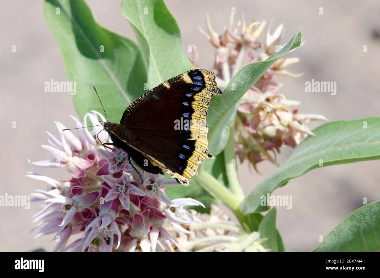 Wyoming butterfly hi-res stock photography and images - Alamy