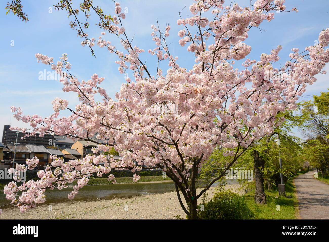 A whole sakura tree in April Spring day Stock Photo - Alamy