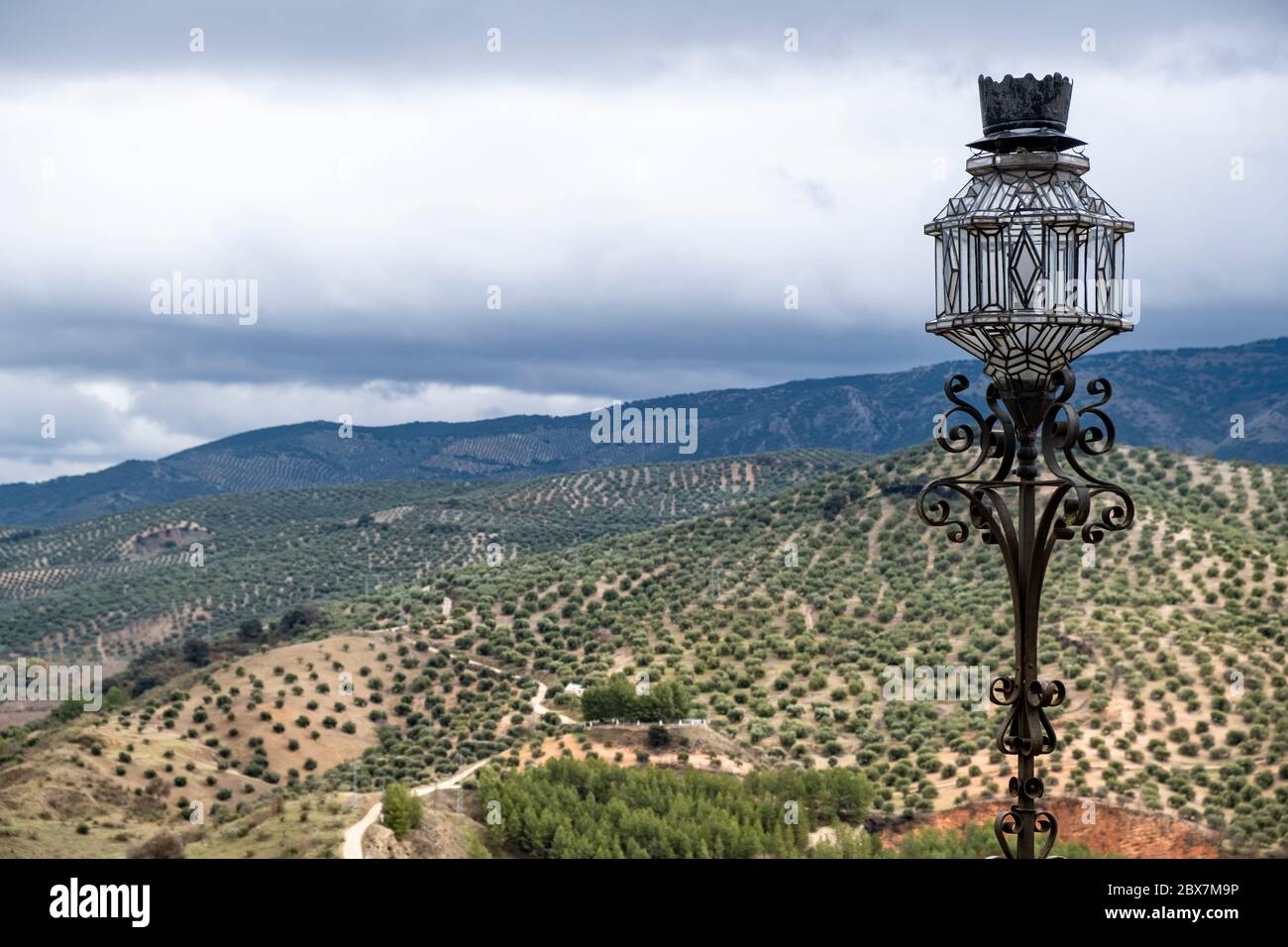 The rolling countryside covered with an abundance of olive trees ...