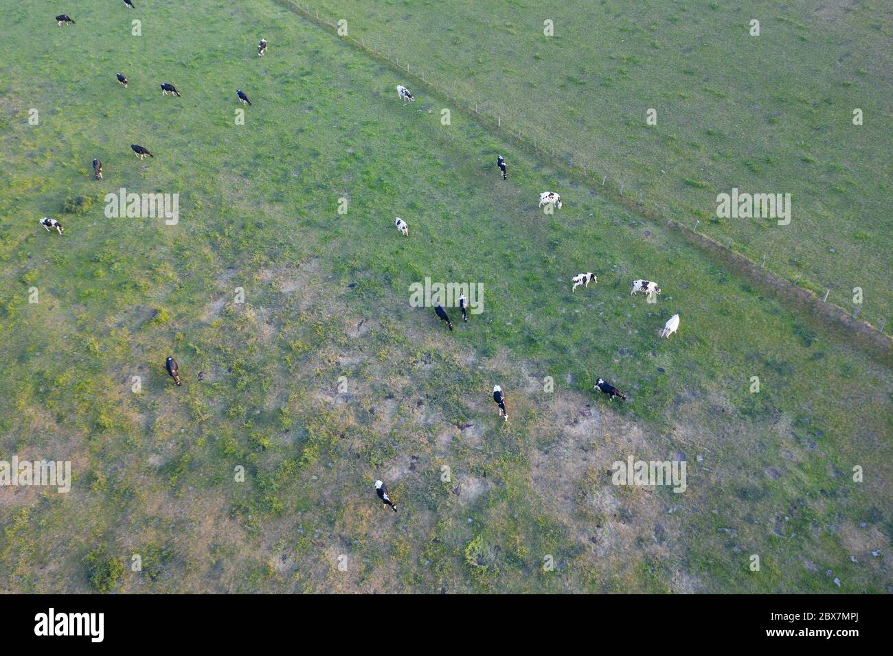 cow pasture from above Stock Photo - Alamy