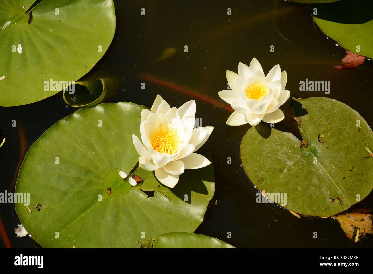 White lotus hi-res stock photography and images - Alamy
