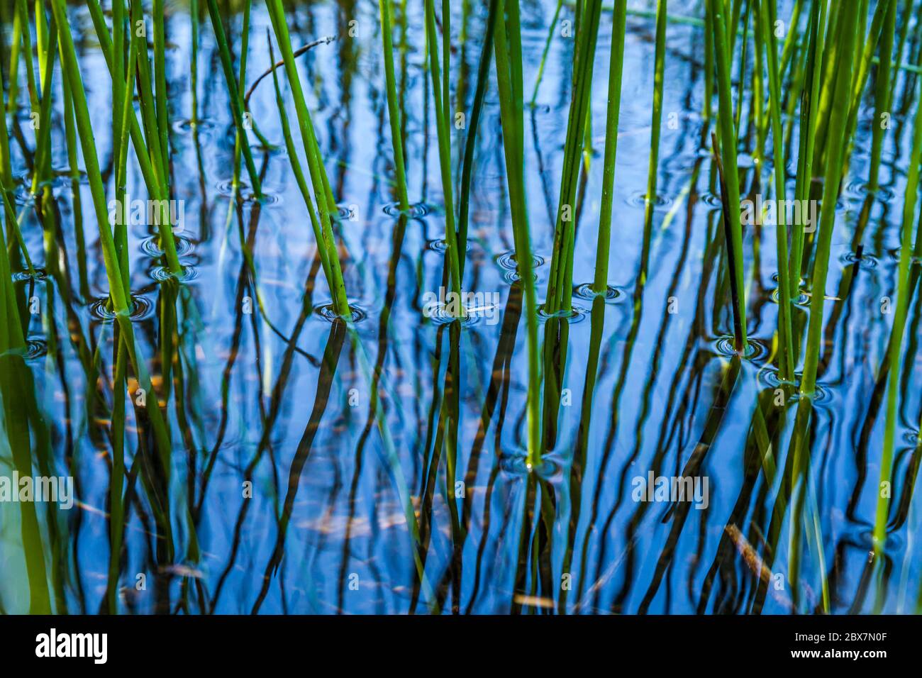 Reeds growing on the edge of a lake creating a complex pattern of lines ...