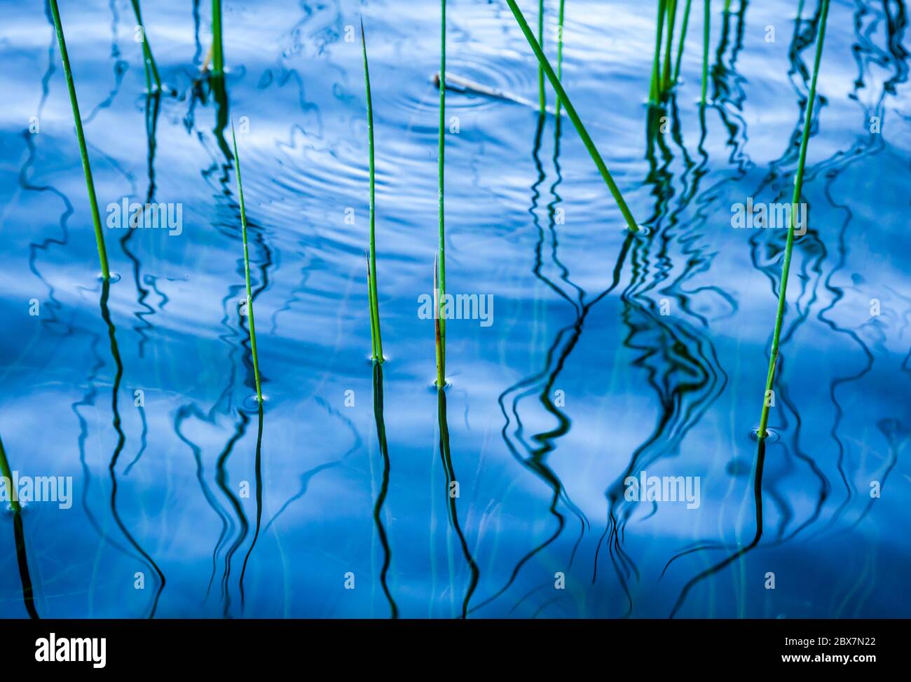 Reeds growing on the edge of a lake creating a complex pattern of lines ...