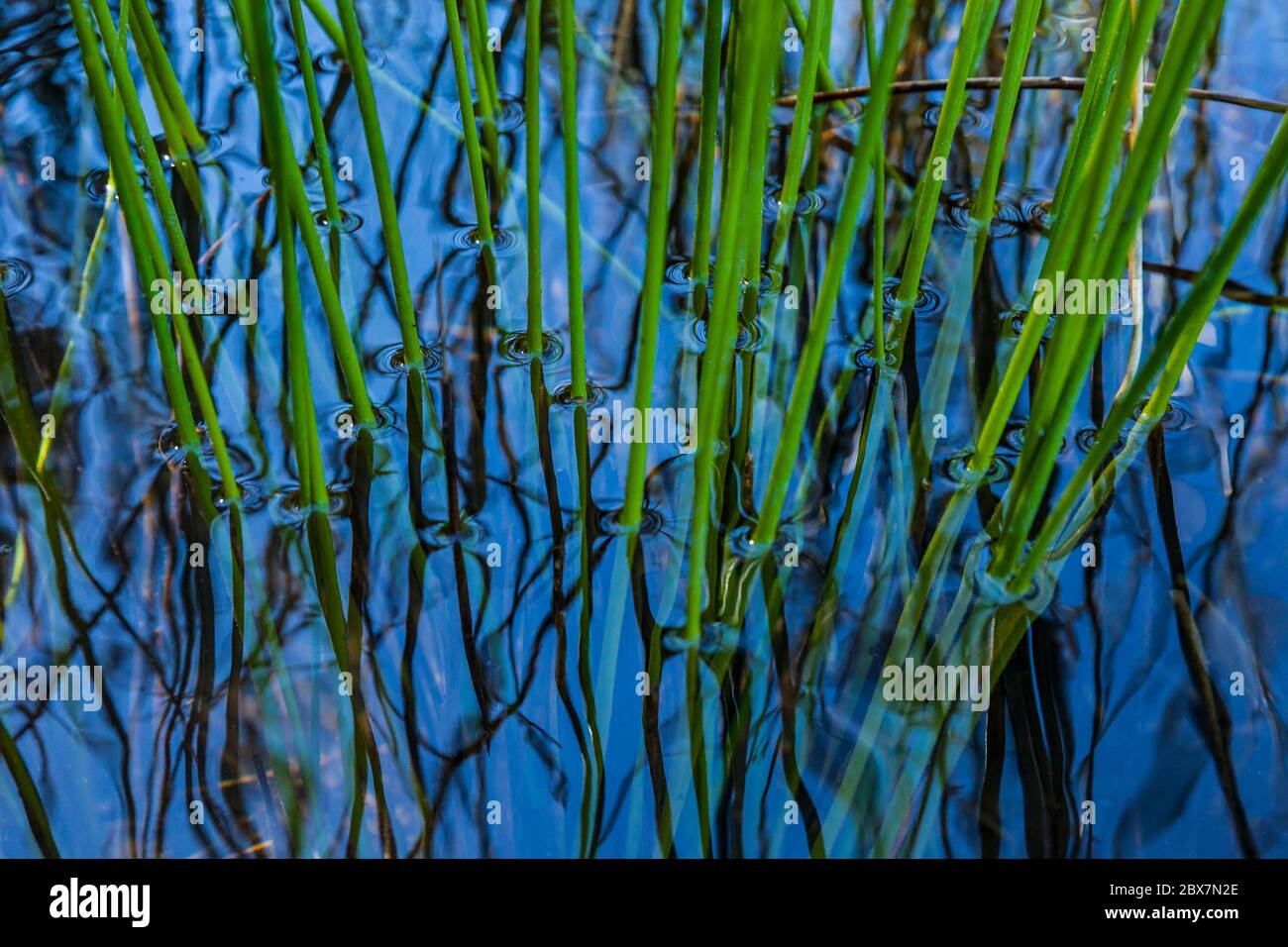 Reeds growing on the edge of a lake creating a complex pattern of lines ...