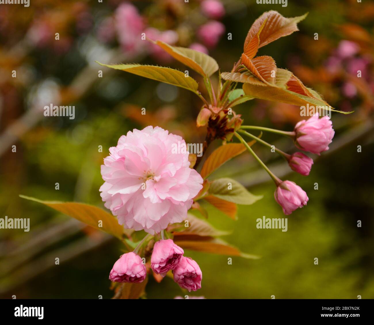 Light Pink sakura in Nara in April Stock Photo - Alamy