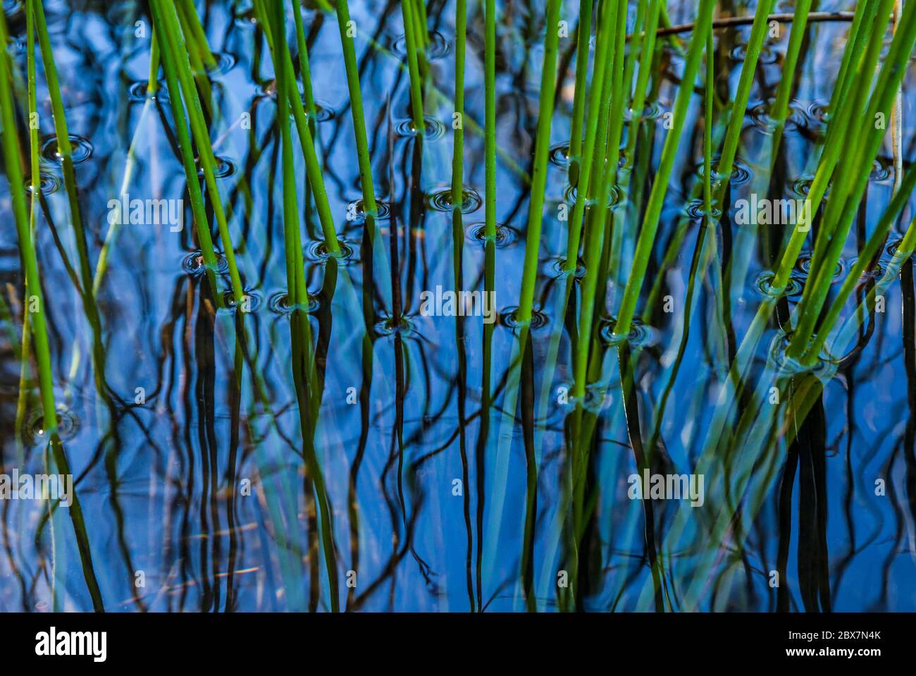 Reeds growing on the edge of a lake creating a complex pattern of lines ...