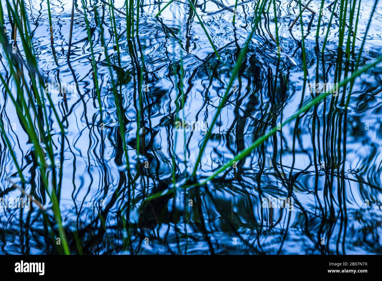 Reeds growing on the edge of a lake creating a complex pattern of lines ...