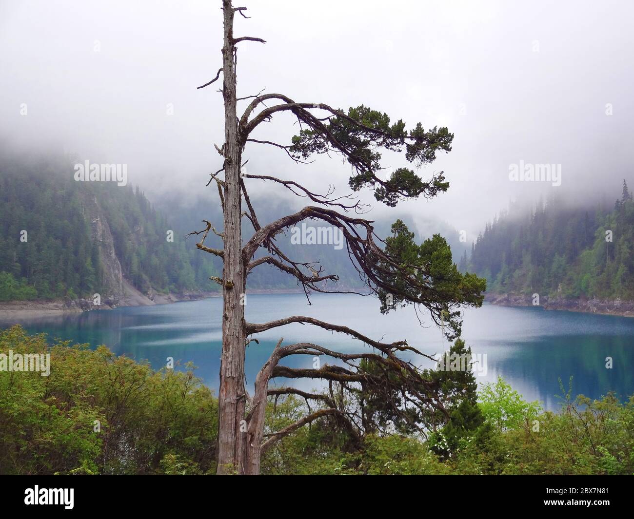 Pine forest china sky hi-res stock photography and images - Alamy