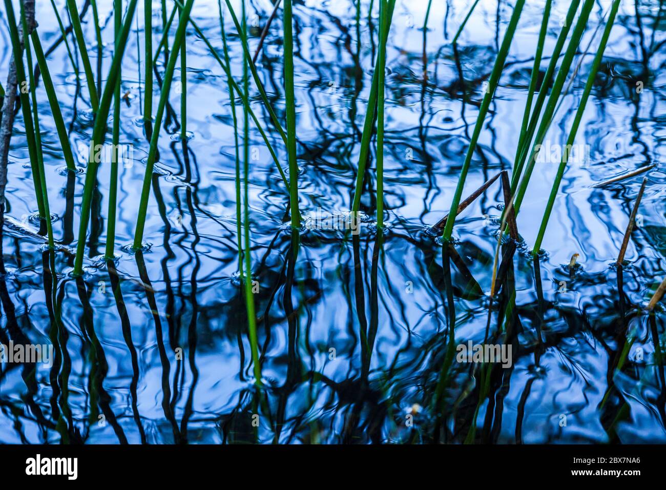 Reeds growing on the edge of a lake creating a complex pattern of lines ...