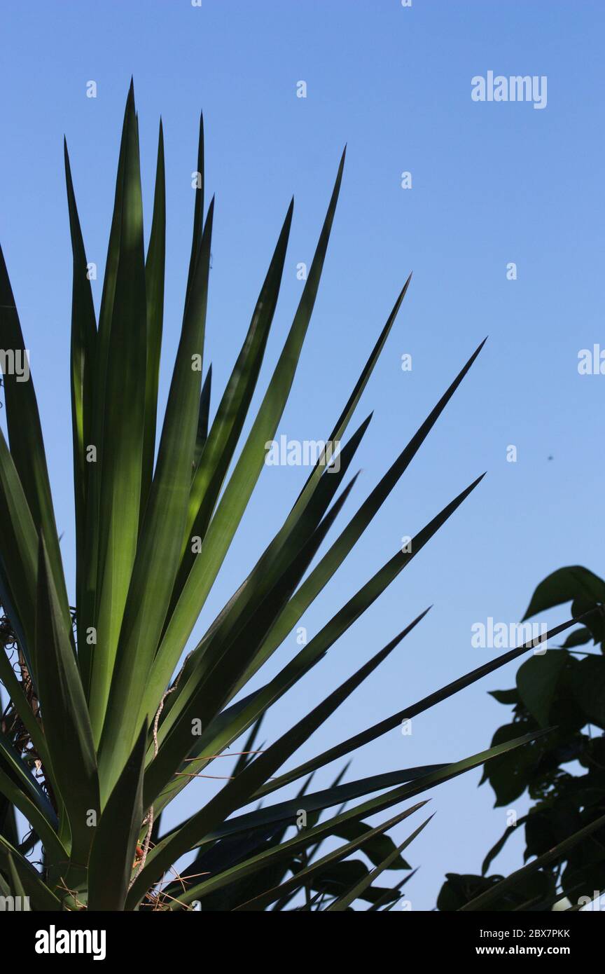Margallo chamaerops humilis hi-res stock photography and images - Alamy