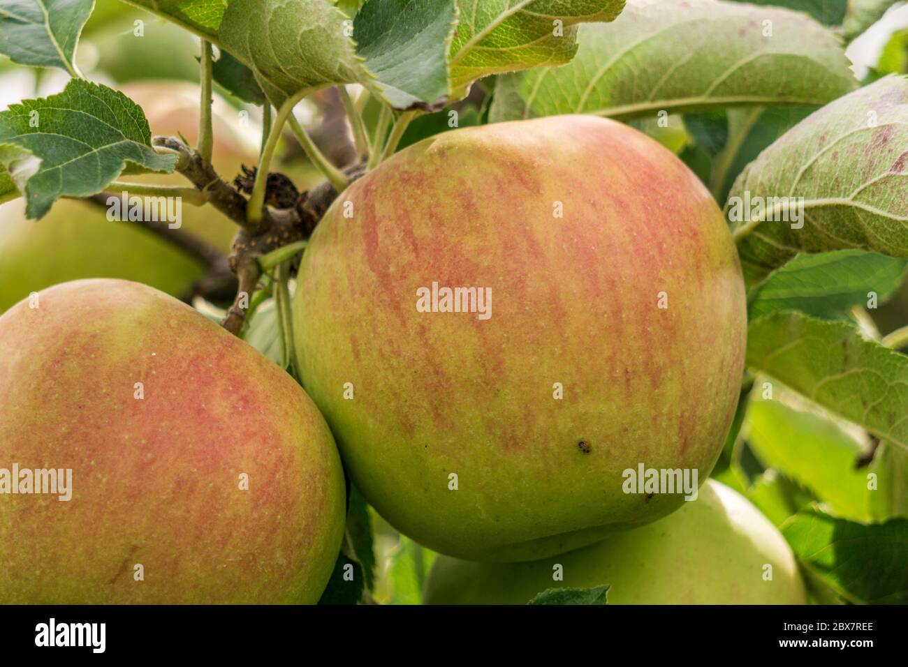 Jonagold Apples High Resolution Stock Photography and Images - Alamy