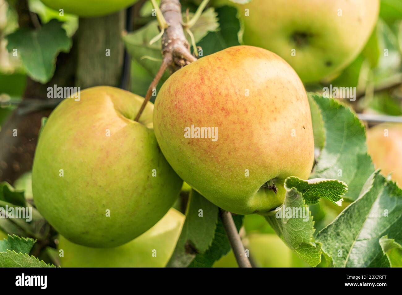 Jonagold apples hi-res stock photography and images - Alamy