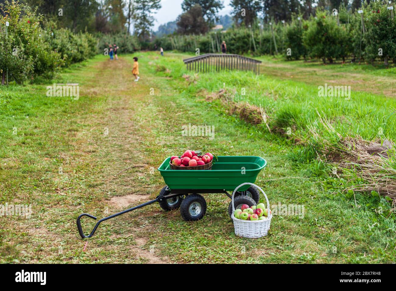 lots of apples in basket in the garden cart country farm Stock Photo ...