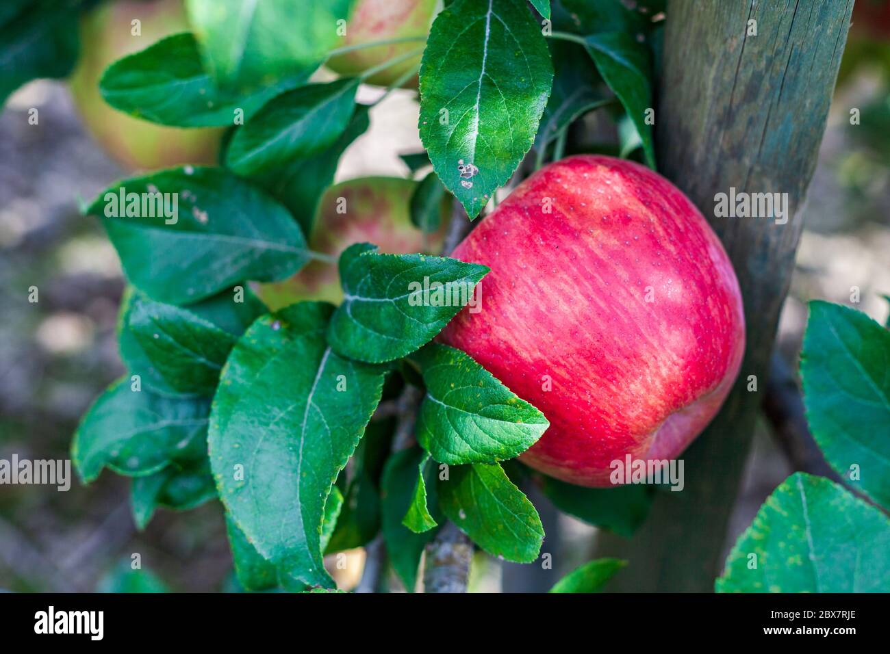 ripe apples honeycrisp on apple tree branch Stock Photo - Alamy