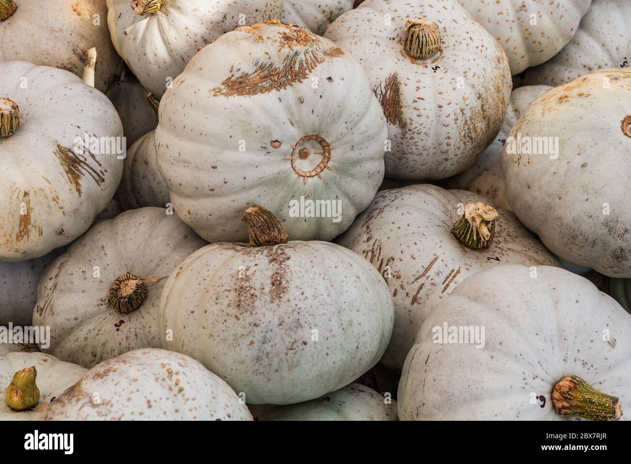 Lots of pumpkins hi-res stock photography and images - Alamy