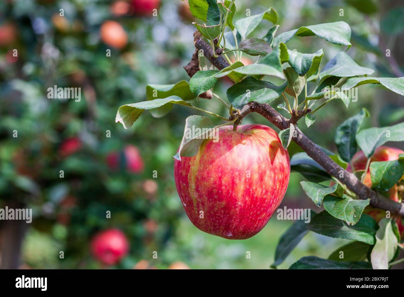 Honeycrisp apple tree hi-res stock photography and images - Alamy