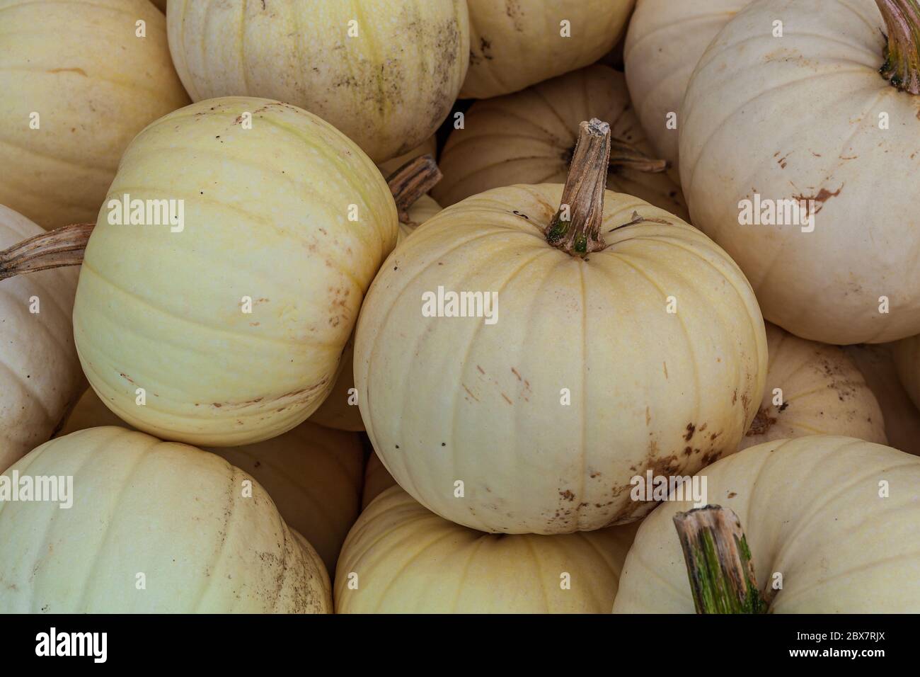 Lots of pumpkins all around at open air market vivid colors Stock Photo ...