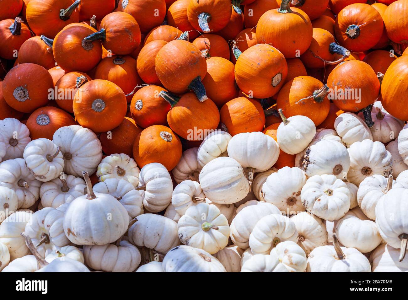 Lots of pumpkins all around at open air market vivid colors Stock Photo ...