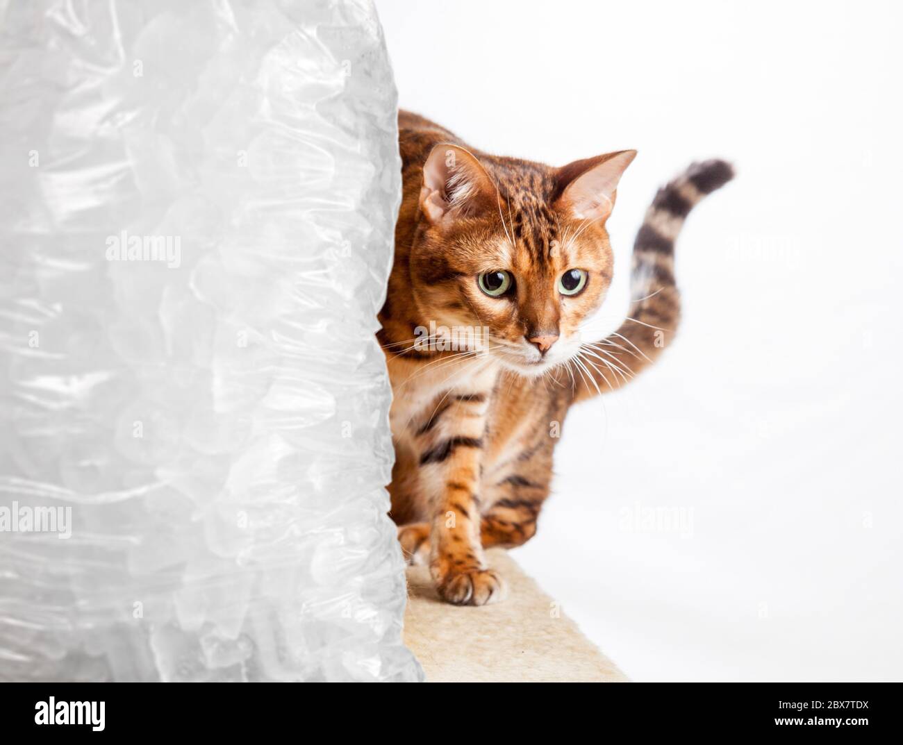 Golden colored bengal cat creeping around the side of a cold frozen bag ...