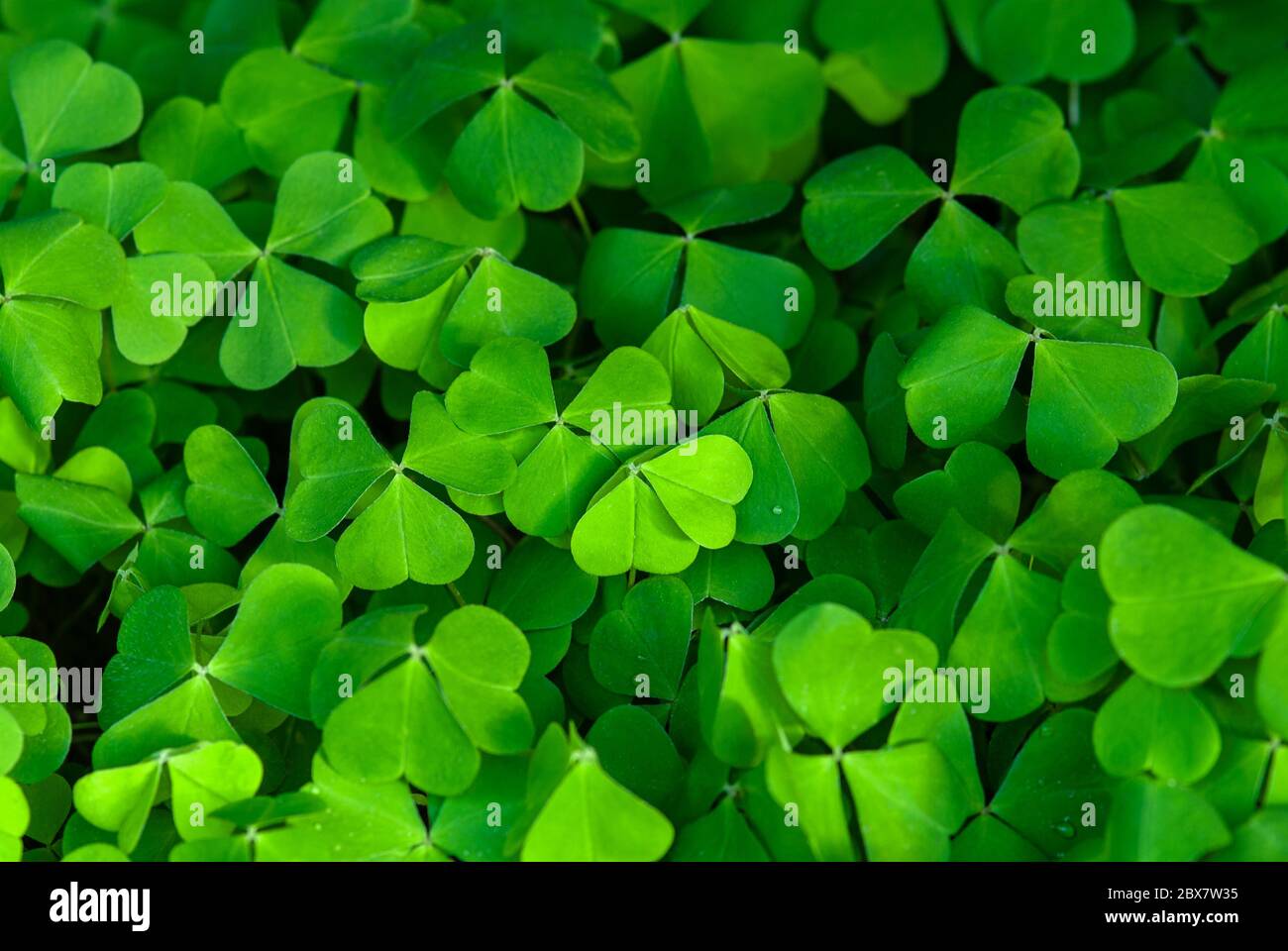 green clover leaves background, wood sorrel plant in spring forest ...