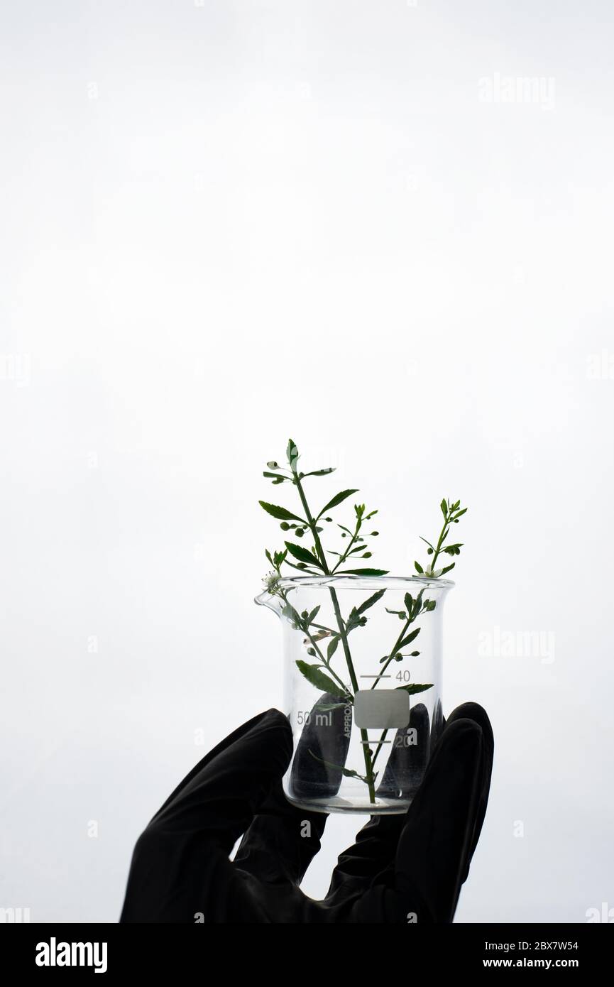 wild organic green plant in clear cosmetic science beaker in hand with ...