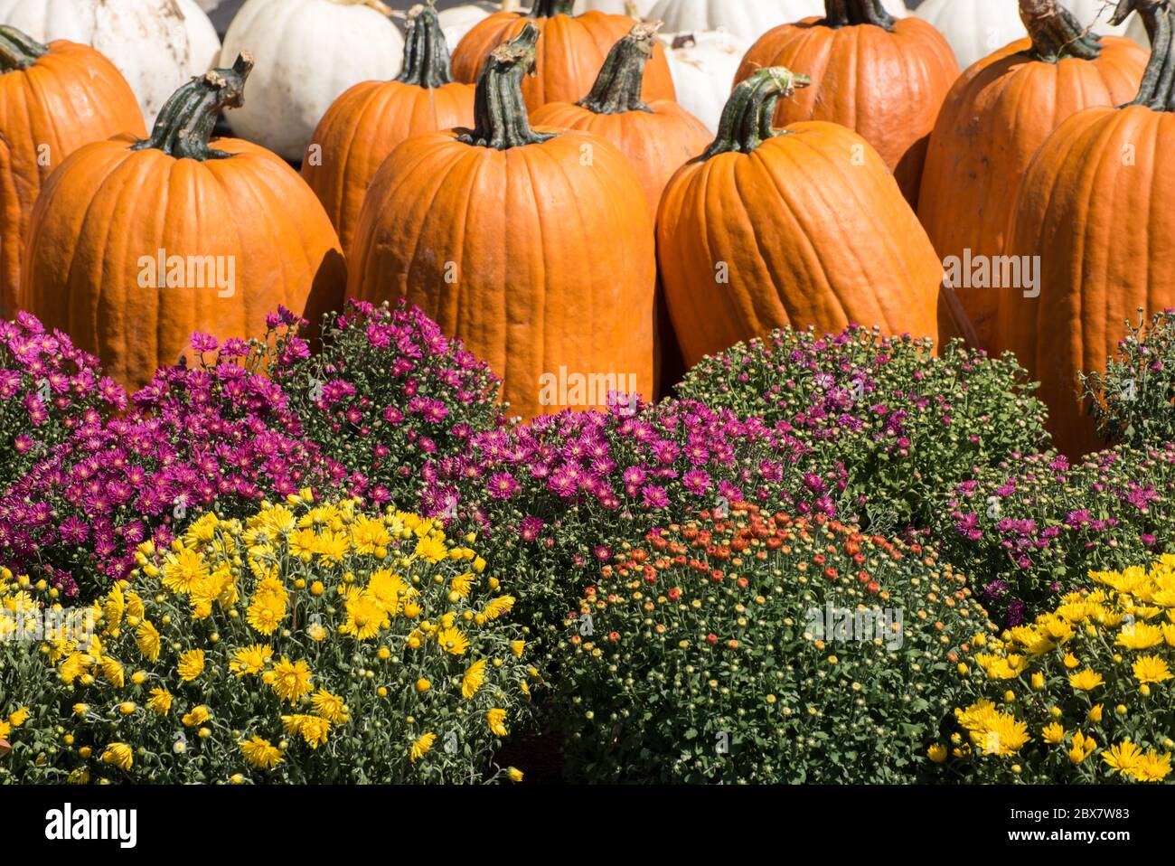 Orange and white pumpkins with fall chrysanthemums Stock Photo - Alamy