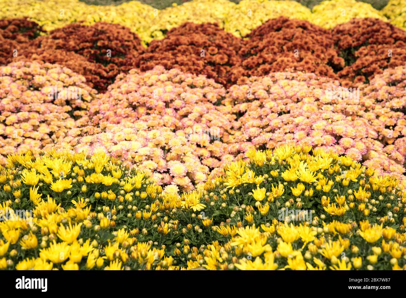 Colorful mums on display Stock Photo - Alamy