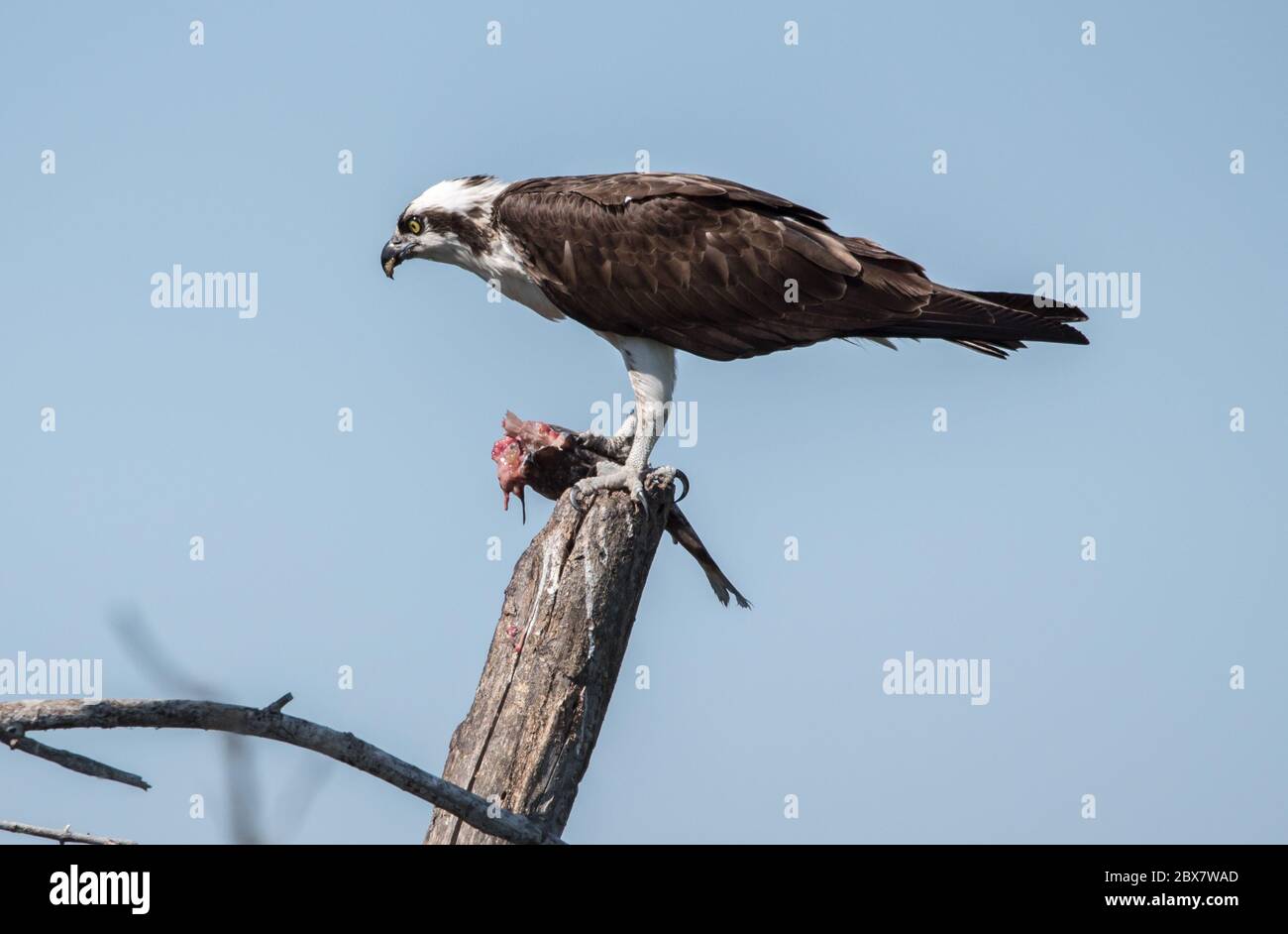 An osprey eating a fish it caught Stock Photo - Alamy