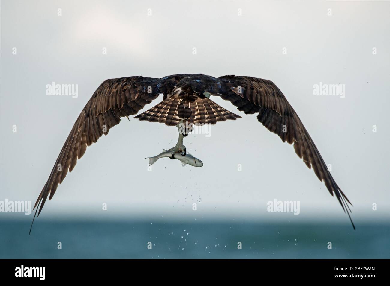Osprey flying with a fish Stock Photo - Alamy