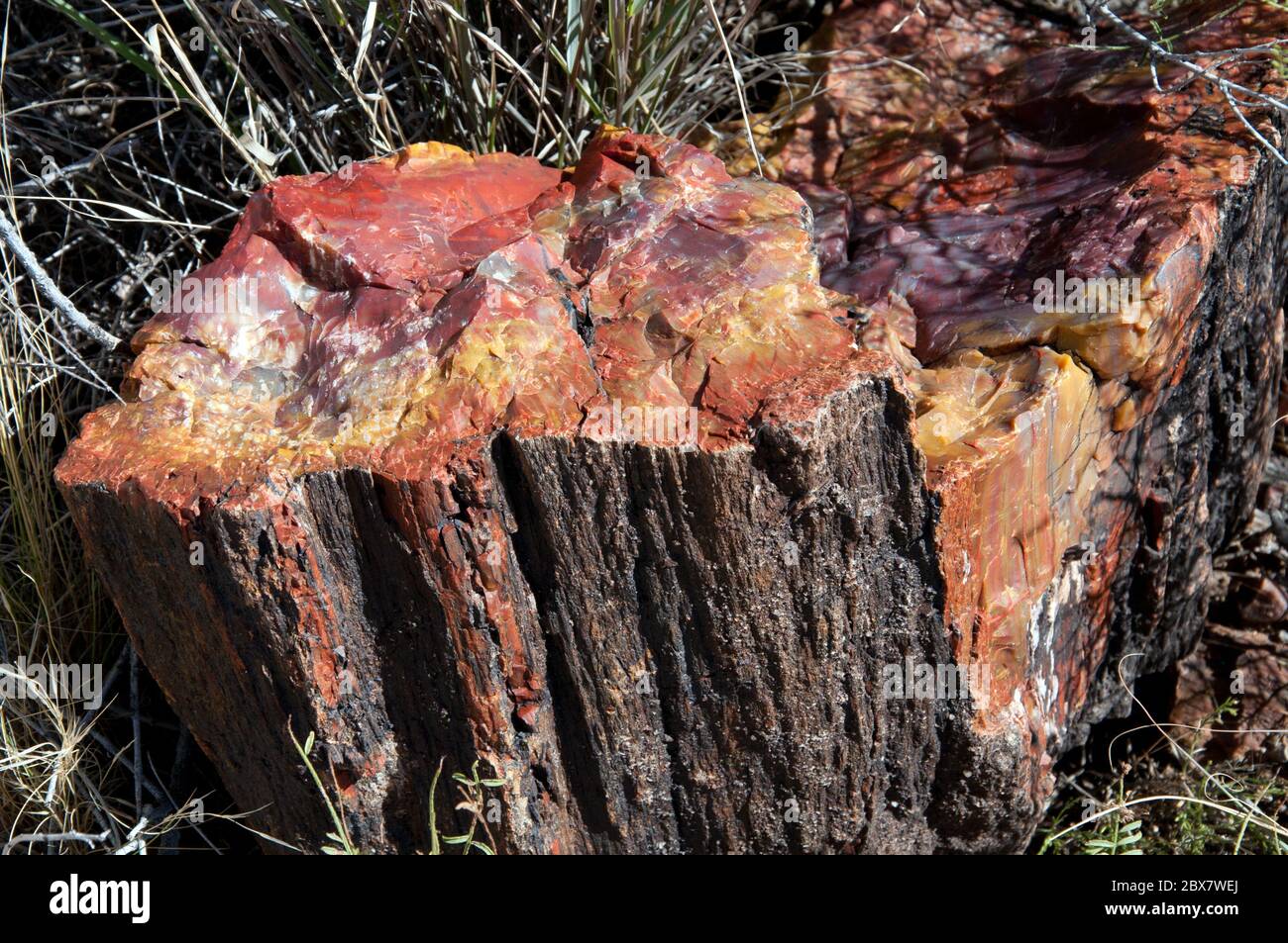 Fossilized logs hi-res stock photography and images - Alamy