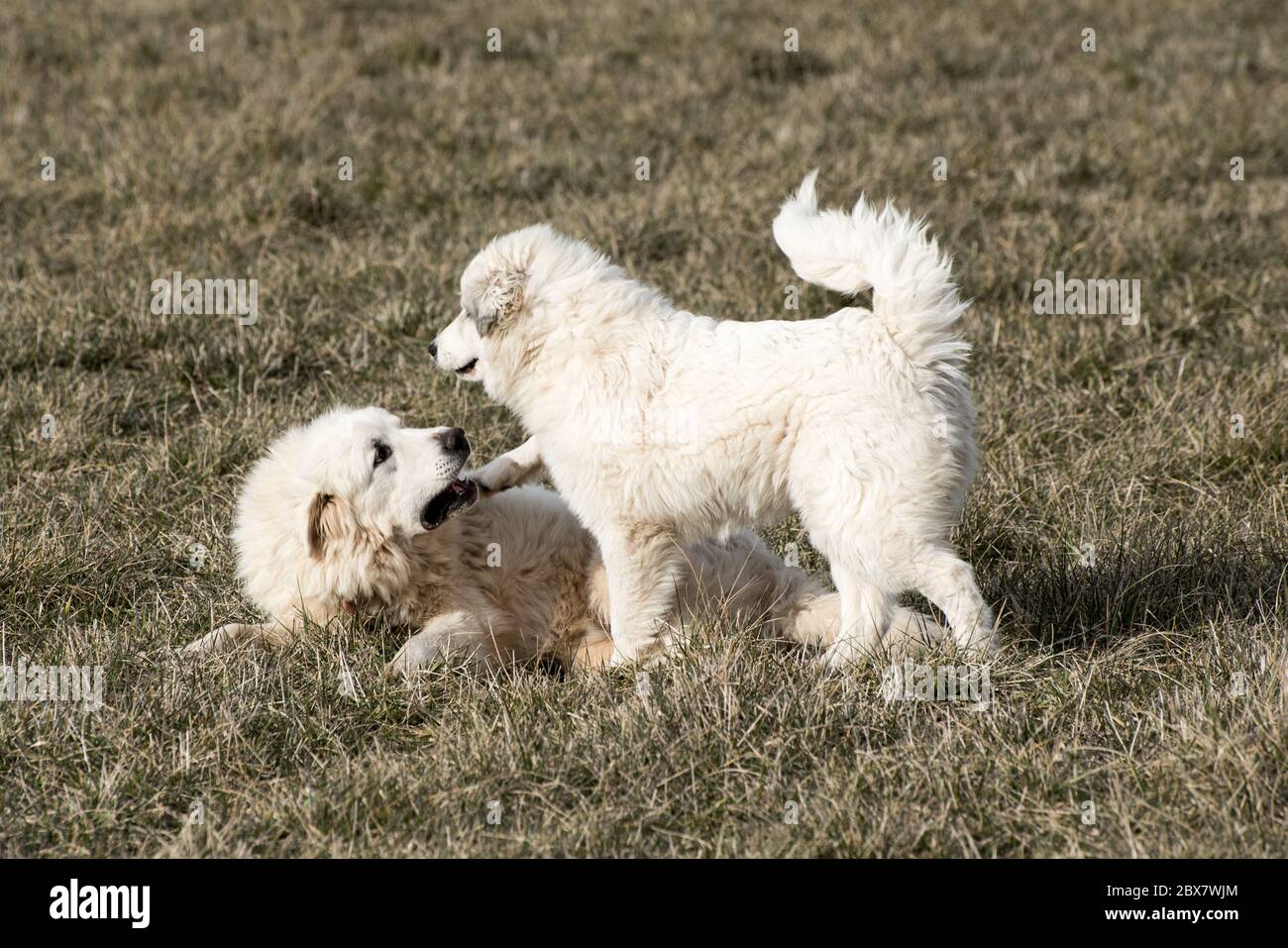 Great pyrenees dogs hi-res stock photography and images - Alamy