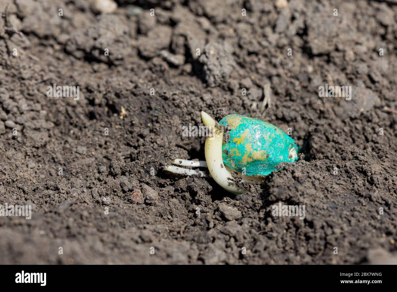 Closeup of corn seed sprouting, germination in soil of cornfield ...