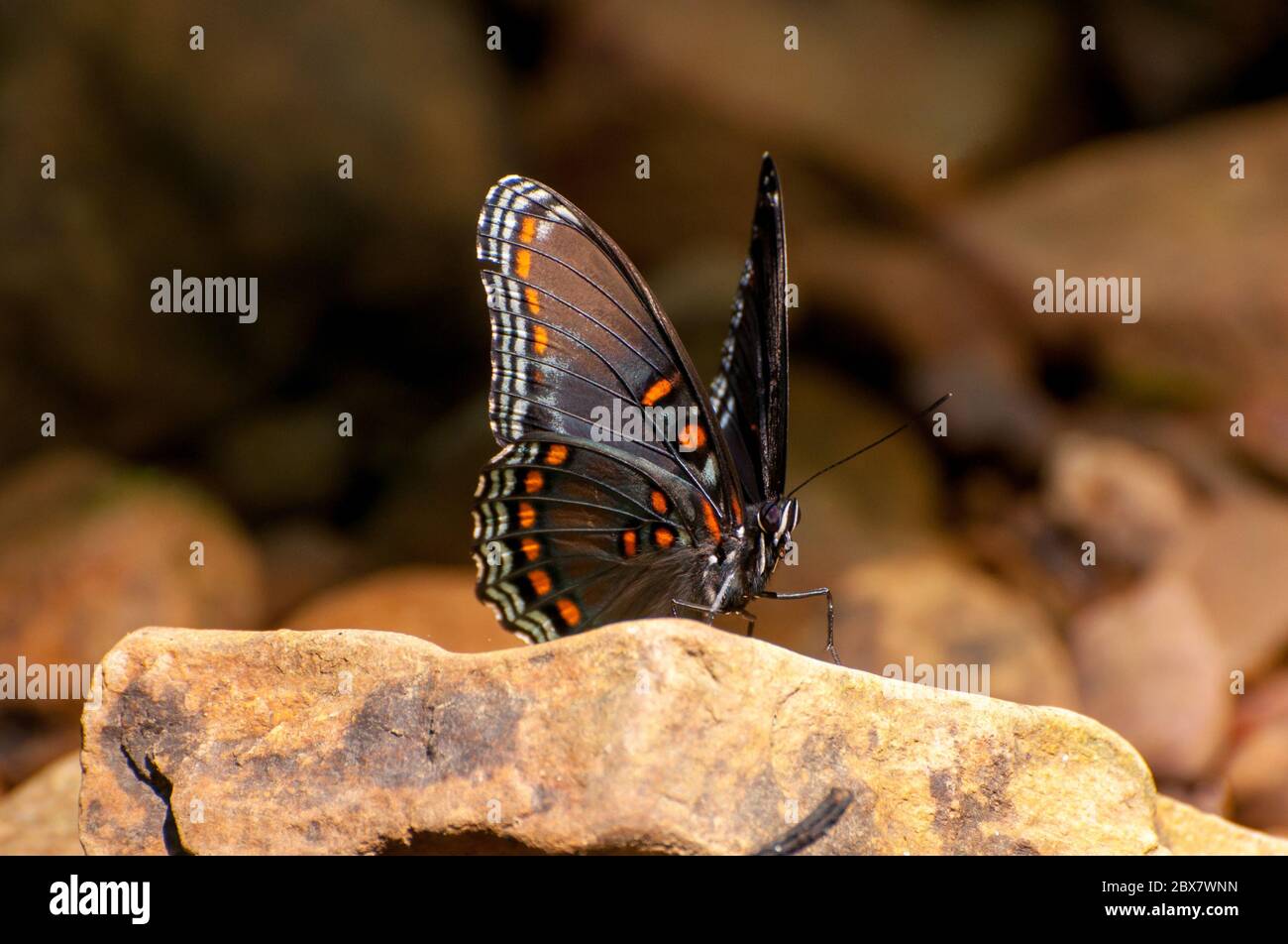 Red spotted purple butterfly hi-res stock photography and images - Alamy