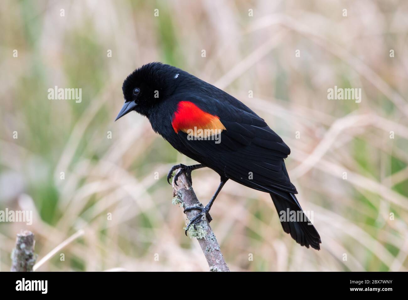 Black bird singing hi-res stock photography and images - Alamy