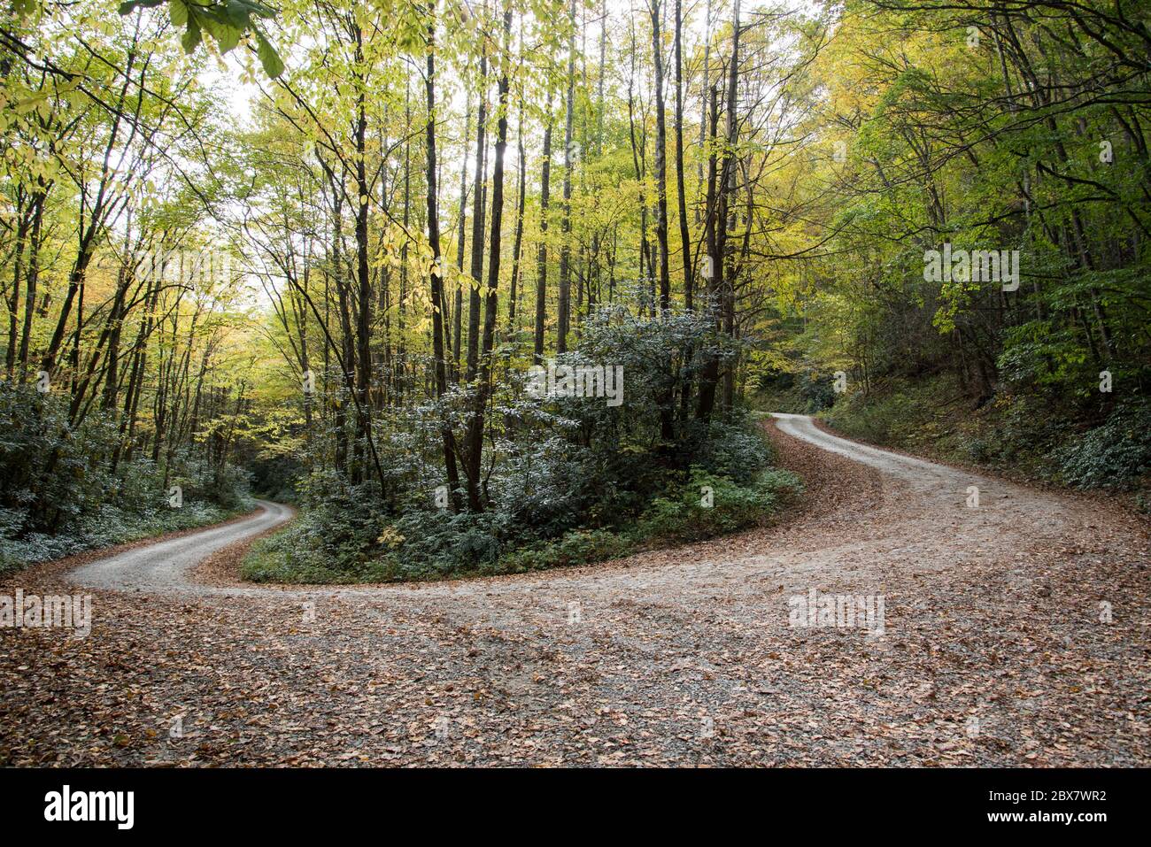 Winding dirt trail through forest hi-res stock photography and images ...